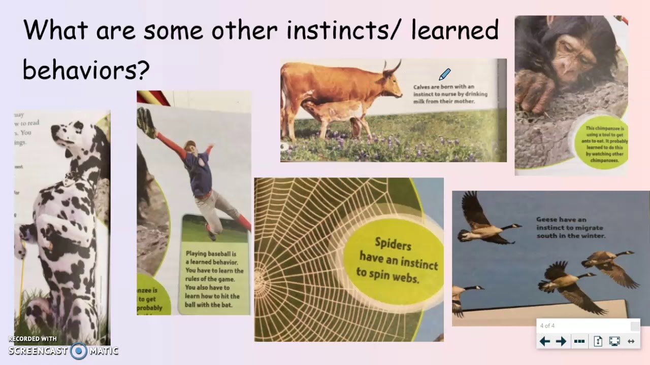 Life Science: Animals Behaviors - YouTube