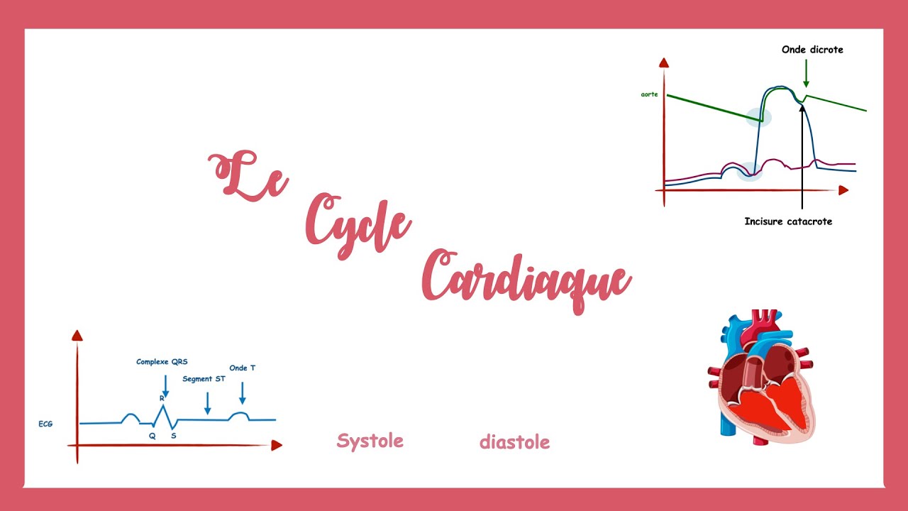 Le cycle cardiaque(la pompe cardiaque)- Physiologie cardiovasculaire ...