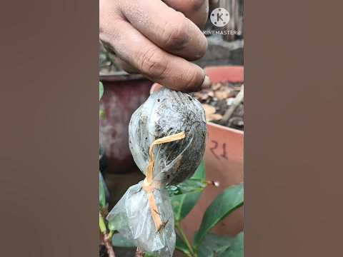 -Air layering an Air layering// How to air layering water apple tree ...