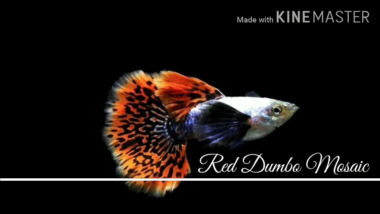 Red dragon dumbo platinum mosaic guppy - YouTube