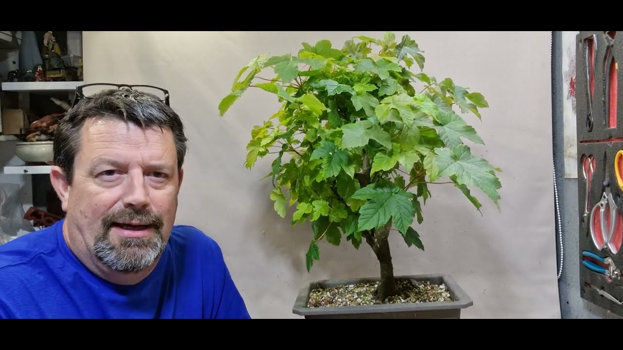 Pruning more trees to reduce leaf size. - YouTube