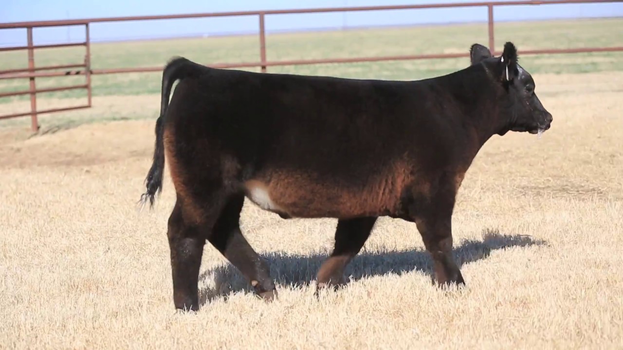 TAG 129 BRIAN MARTIN SHOW CATTLE | MONOPOLY X 105(WHISKEY) - YouTube