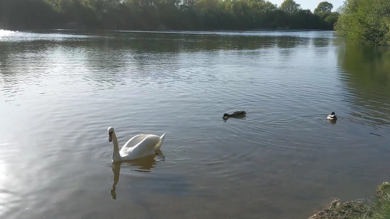 Some swans and ducks at 'Ensors Pool' lake in Nuneaton, UK - YouTube