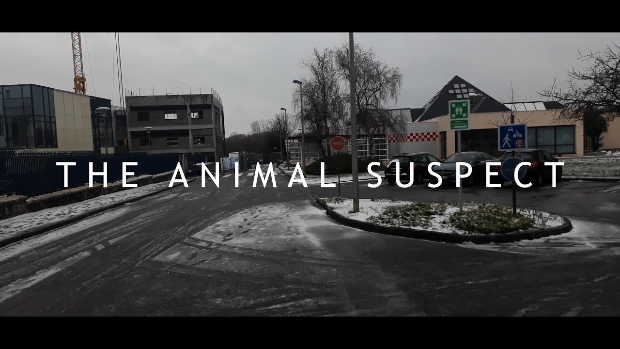 The Animal Suspect - YouTube