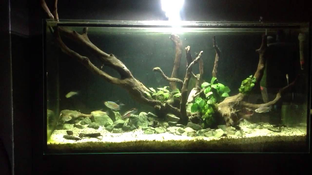 West african Biotope Aquarium 10.12.2012 - YouTube