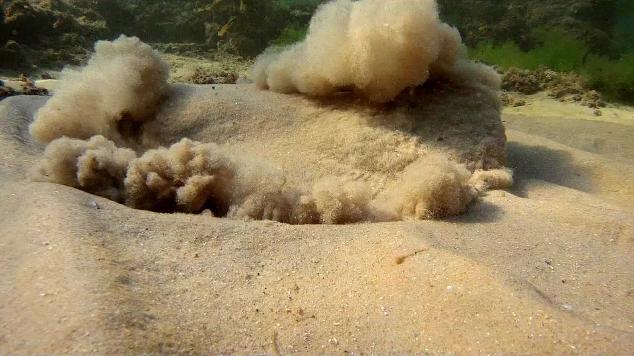 Eastern Shovelnose Stingaree (Trygonoptera sp.) - YouTube