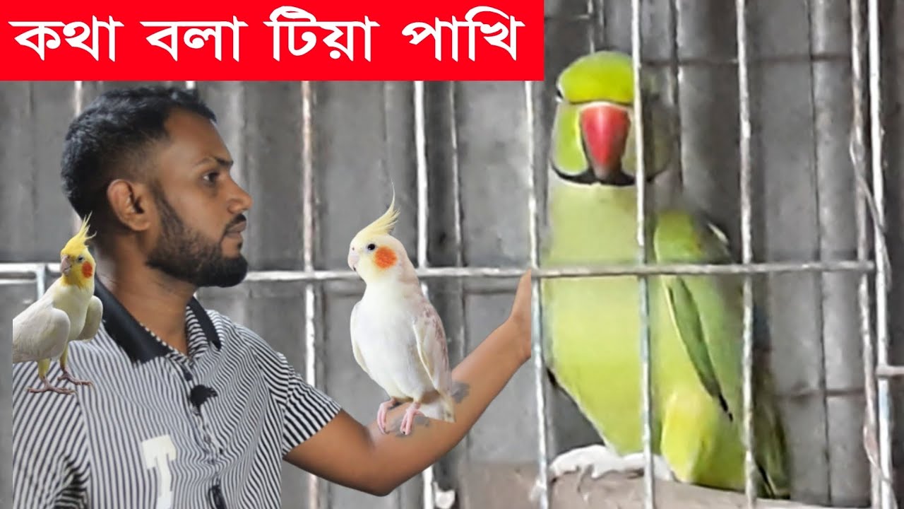 কথা বলা টিয়া পাখি | Funny talking parrot | Tiya pakhi kotha bole - YouTube