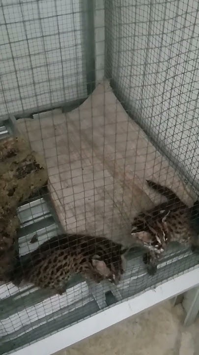 Macan Akar Youtube