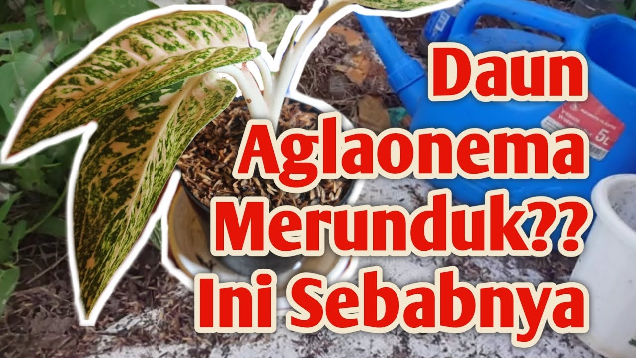 Mengatasi Daun Aglaonema Merunduk dan Letoy - YouTube