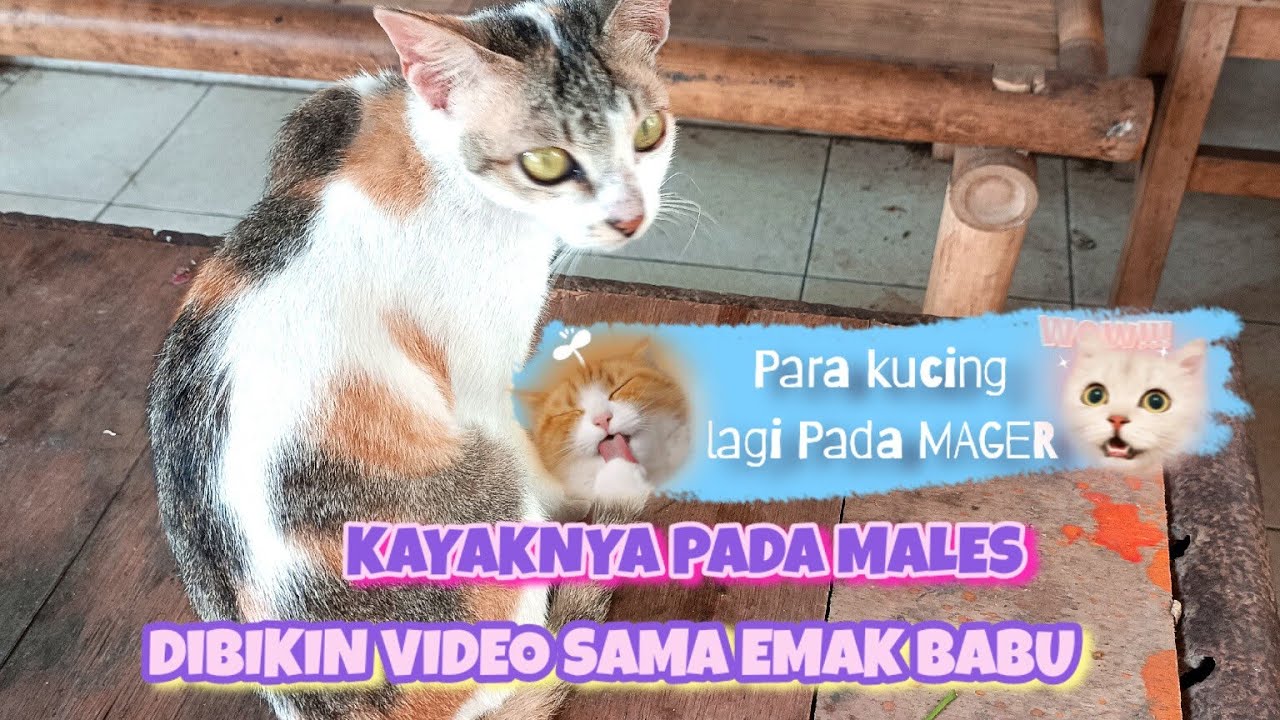 vlog kucing lagi pada MAGER,yuk bestie kepo in terus 😁 - YouTube