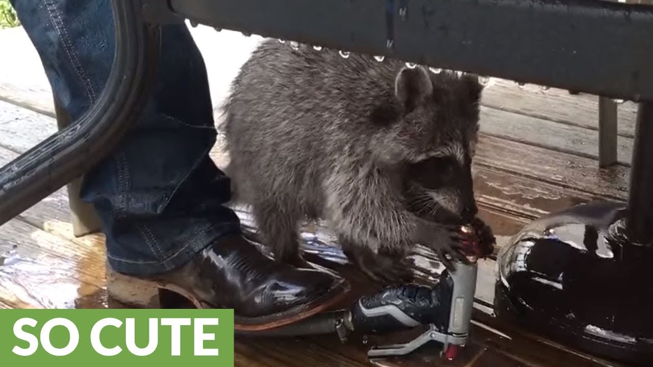 Pet raccoon learns how to work garden hose - YouTube