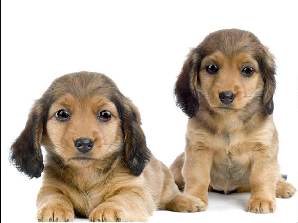 Talking Dogs: Puppy Dogs Talking - Demo 2 - YouTube