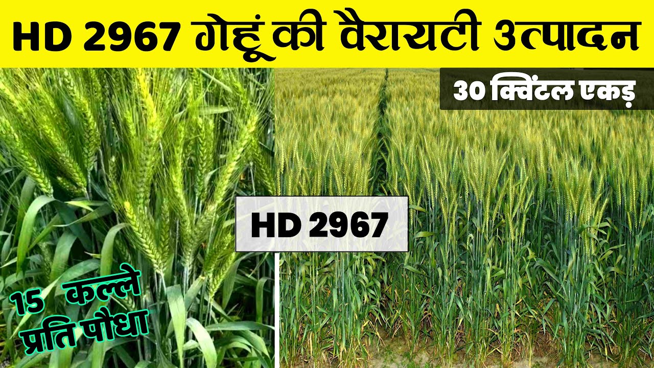 HD 2967 गेहूं | gehu ki variety | गेहूं की खेती | gehun ki kheti kaise ...