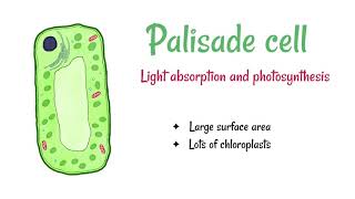 Palisade Cell