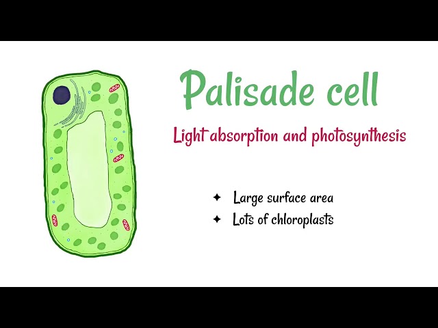 Palisade Cell Diagram