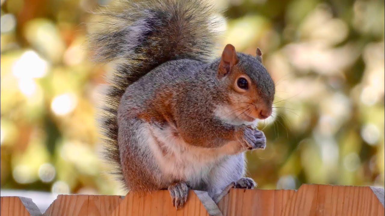 Squirrel Eats Nut - YouTube