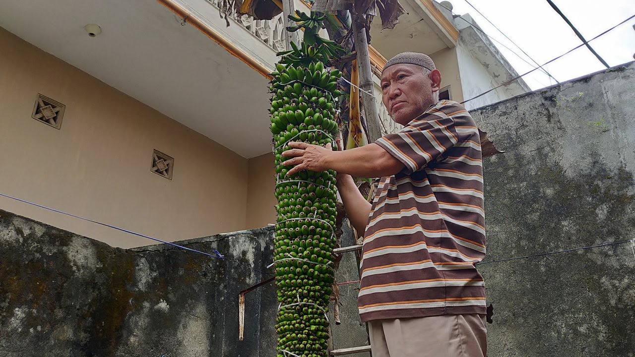 Pisang Raja Seribu - Pisang Liar dan Ragam Pisang Indonesia - YouTube