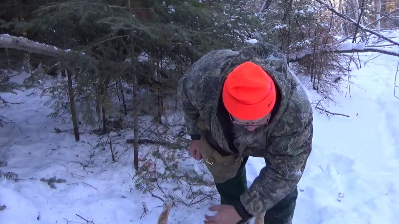 Coyote Power Ram Snaring and a Wolf refusal - TrapperFURever - Jan. 20/ ...
