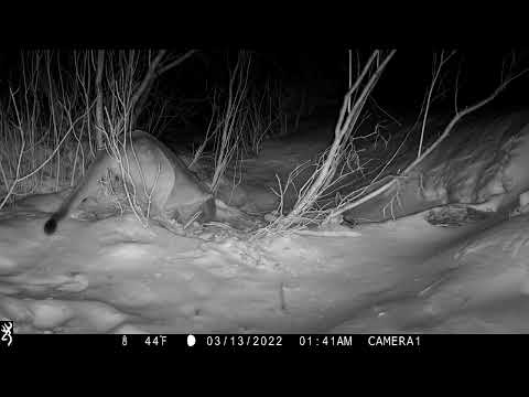 Mountain Lion (Second lion falls over eating 1)