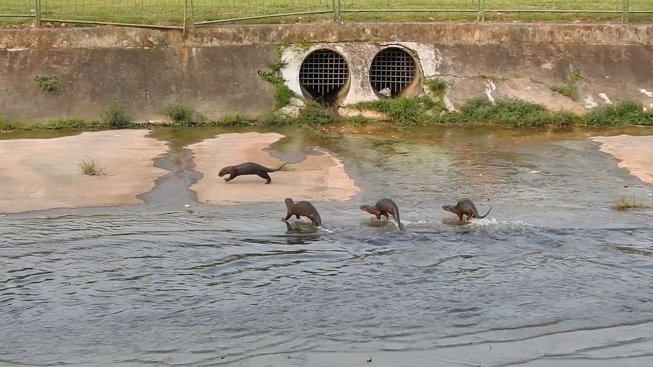 Daddy otter playing with his pups at the monsoon drain (09 Oct 2015 ...