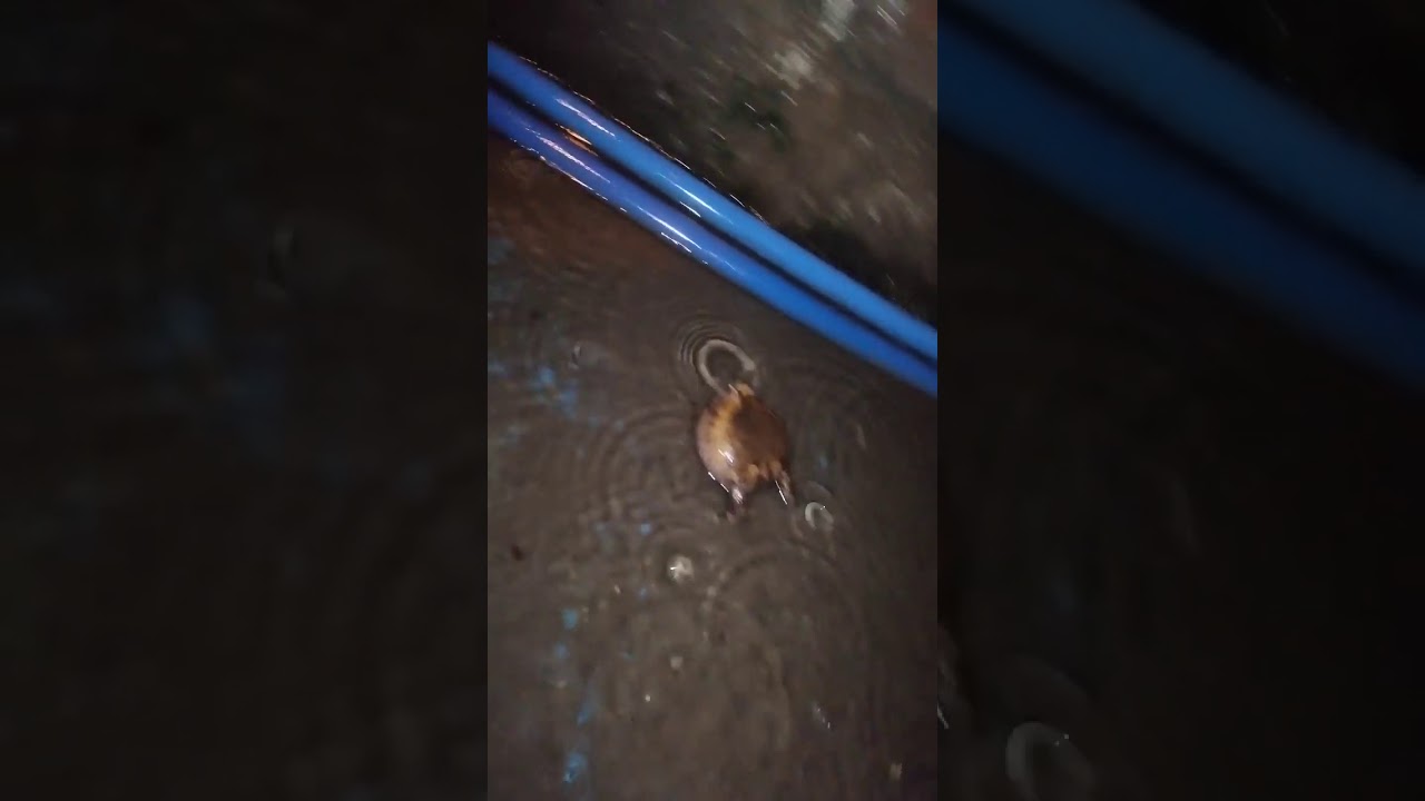 Pelea de ranas - YouTube