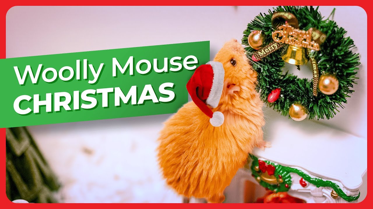 A Woolly Mouse Christmas Story - YouTube