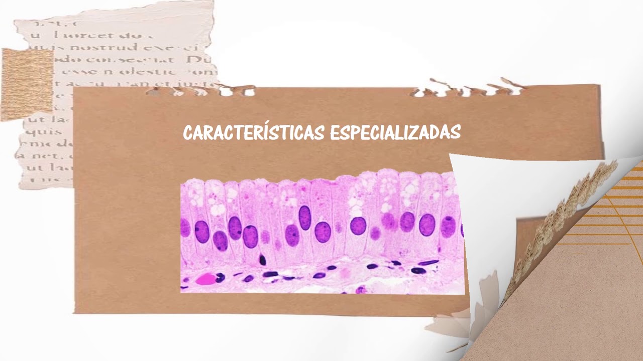epitelio cubico simple - YouTube