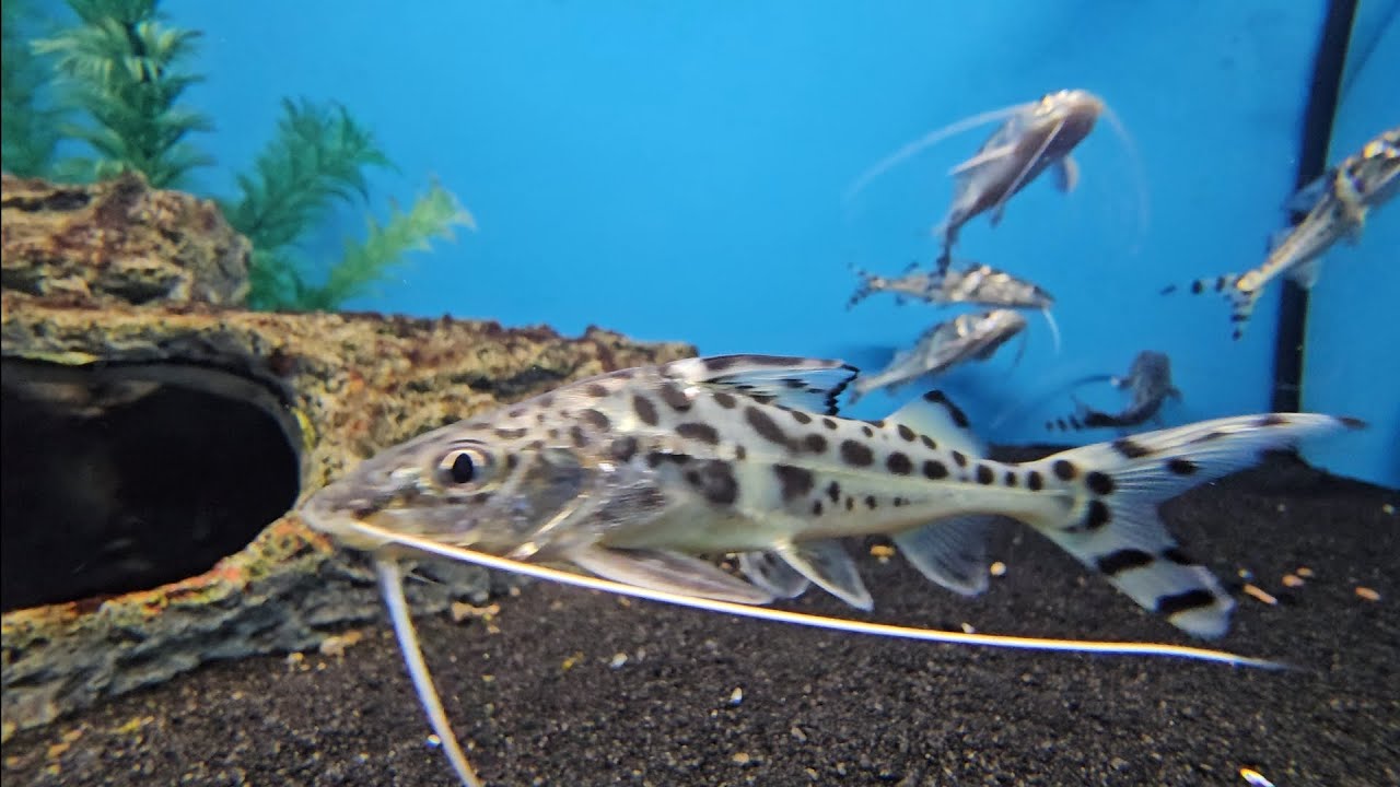 Pictus Catfish (Big Al's) - Slow Jams & Relaxing Music - YouTube