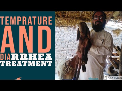 Diarrhea with temperature in sheep | بھیڑ میں رک یا موک کے ساتھ بخار ...