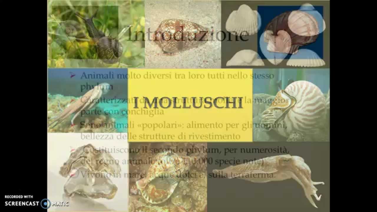 I molluschi - YouTube