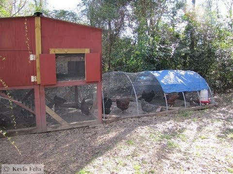 Chicken Project For SHTF One Year Update - YouTube