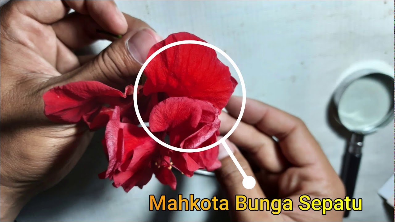Praktikum IPA di SD - Struktur Bunga Sepatu - YouTube