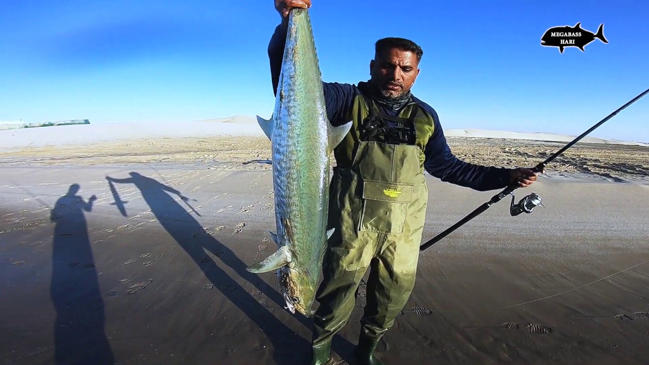 Epic Underwater Footage of Kingfish From Shore | Inland sea Qatar - YouTube