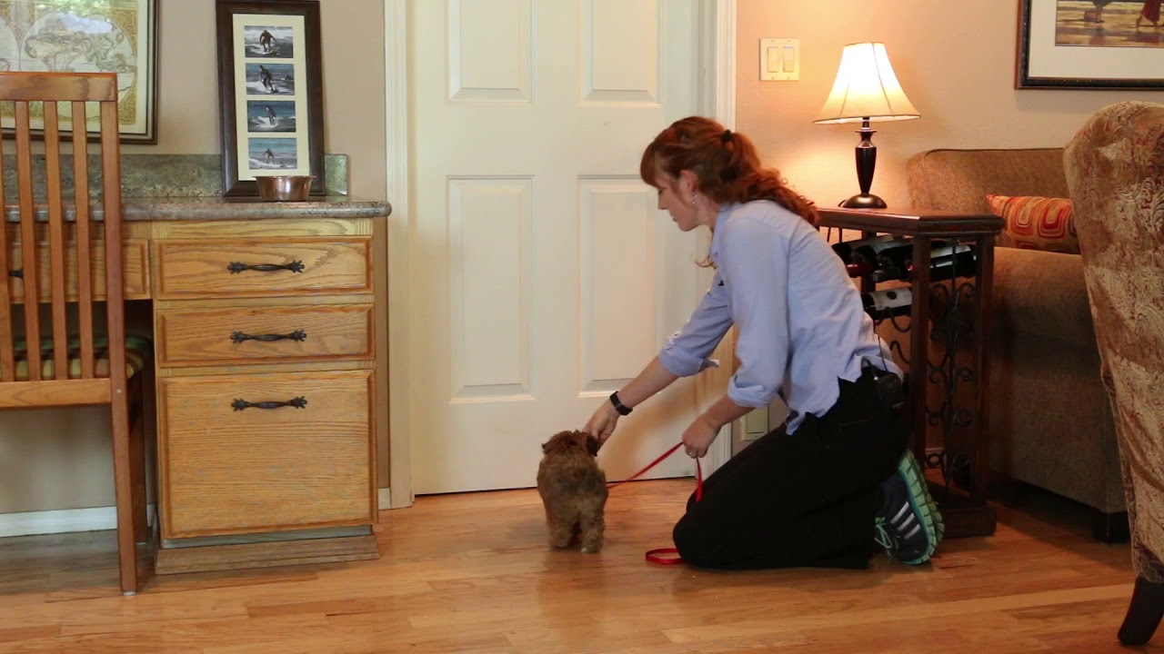 Behavior Training 45a Teaching Sit Using Lure Reward - YouTube