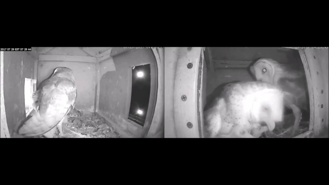 July 29 2017 4:29AM Mouse Delivery/Feeding Time! - YouTube