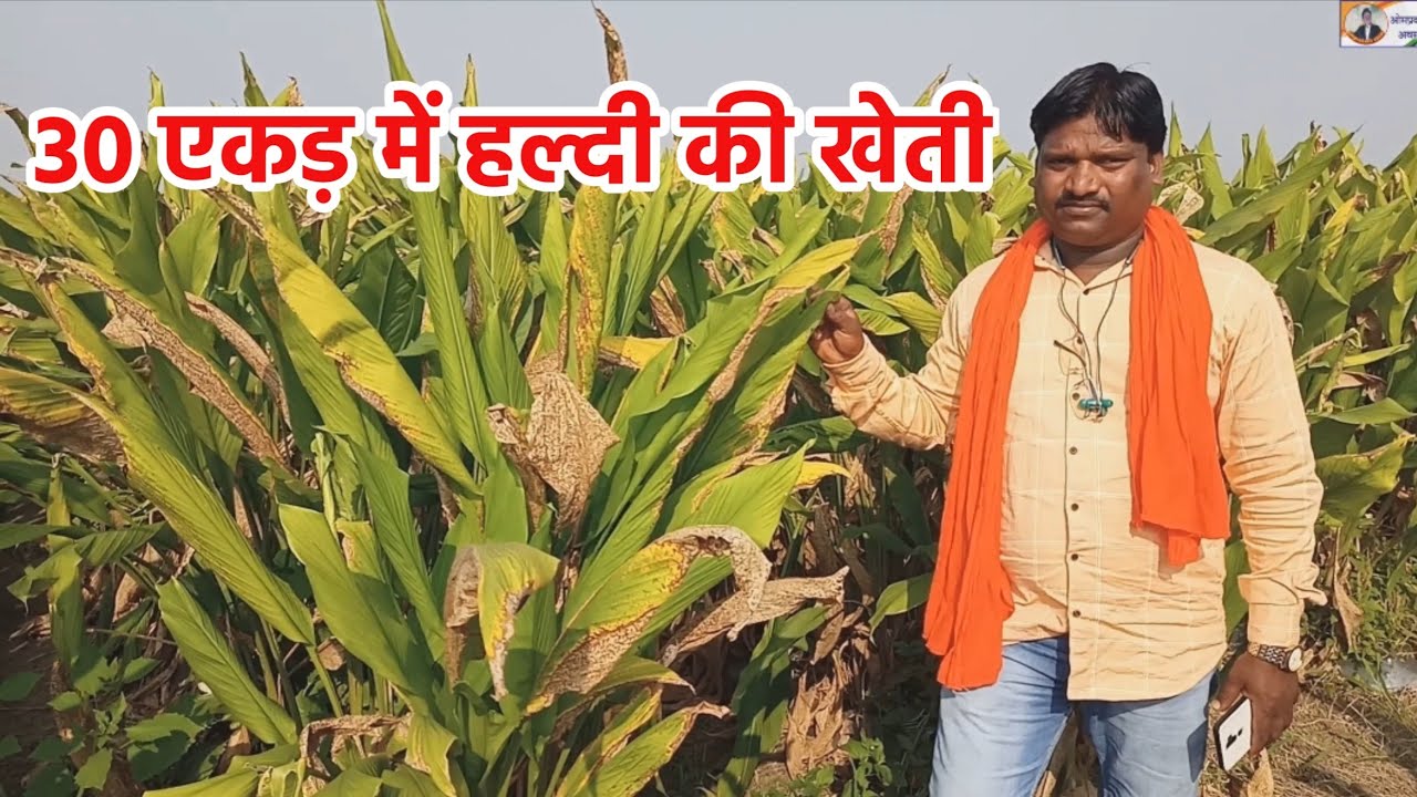 Haldi ki kheti kaise karen "cg"।। हल्दी की खेती कैसे करें। Turmeric ...