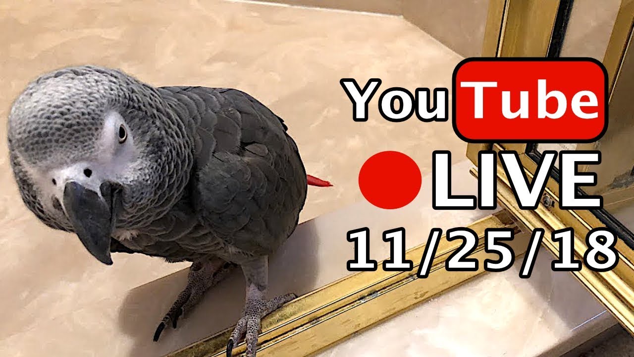 🔴🐦Einstein Parrot LIVE! 11/25/18 Wee, wee, wee! - YouTube