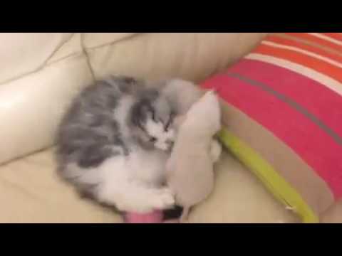Gattino che si diverte con un topo finto - Funny animals (cat) - YouTube