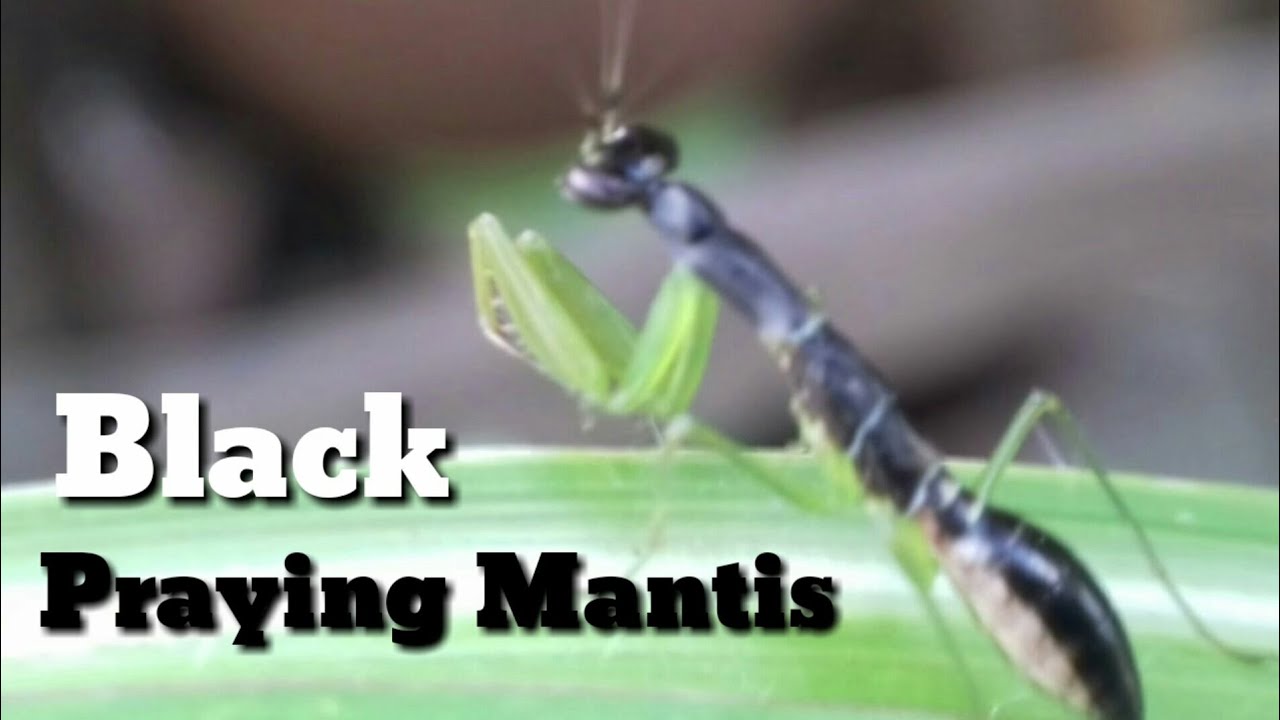 Very Rare, Black Praying Mantis - YouTube
