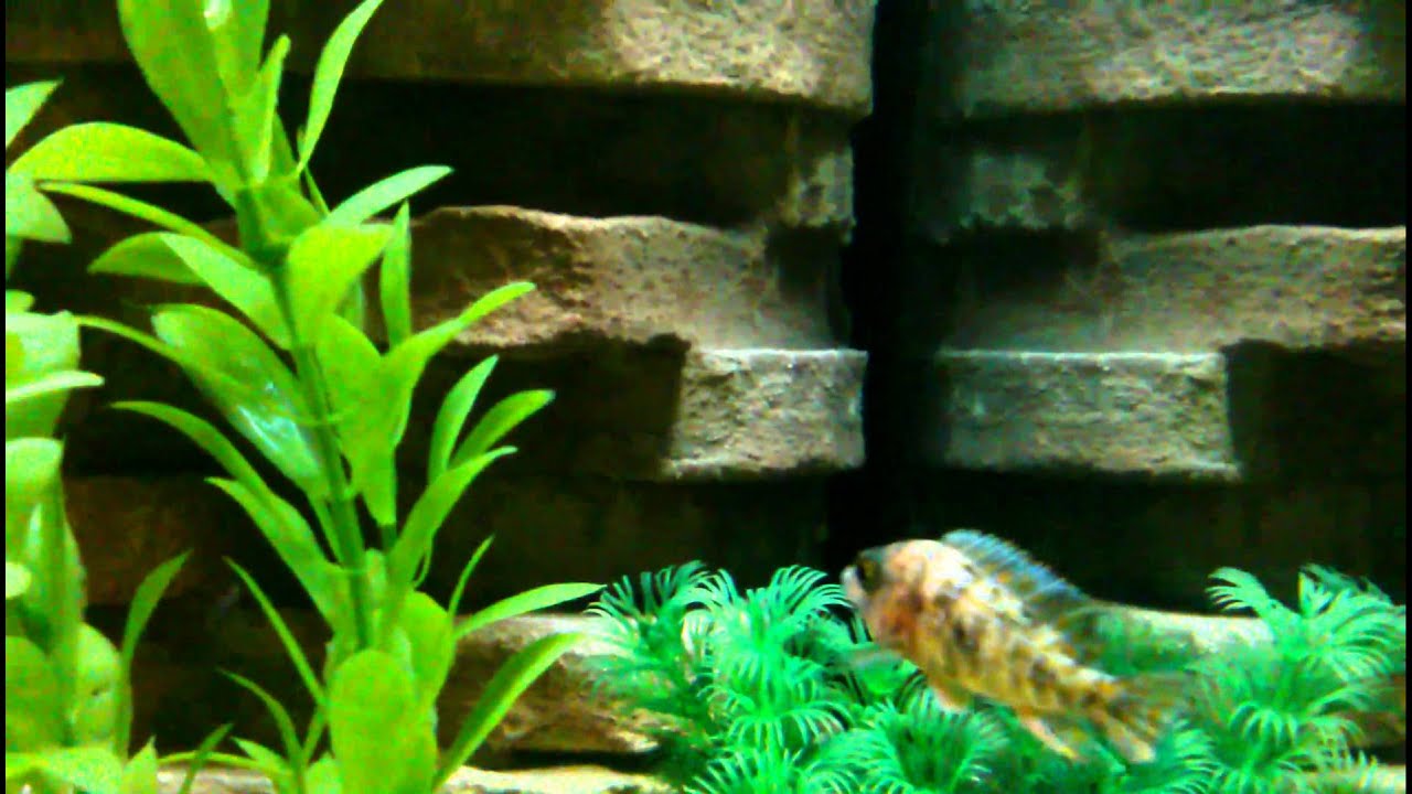 Cichlid tank diy sump uv light 3d background - YouTube