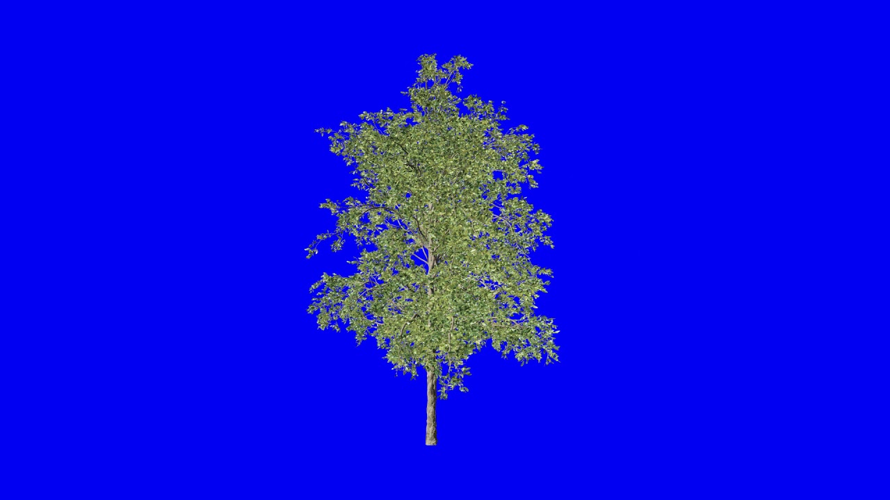 "Tree in the wind_004" Blue Screen/Loop/Royalty Free/HD Stock Footage ...