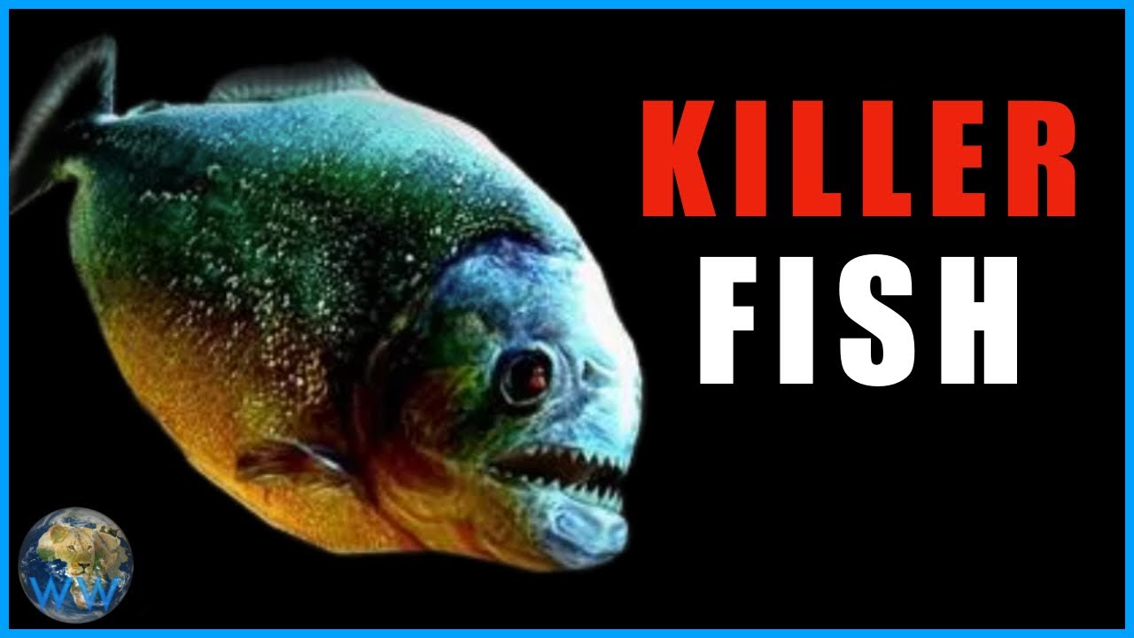 Do Piranhas Really Eat People? (It's Complicated) - YouTube