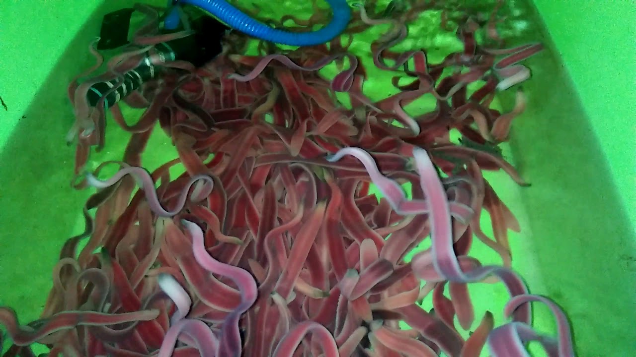 Indonesian types of sea worms that are best for fishing bait - YouTube