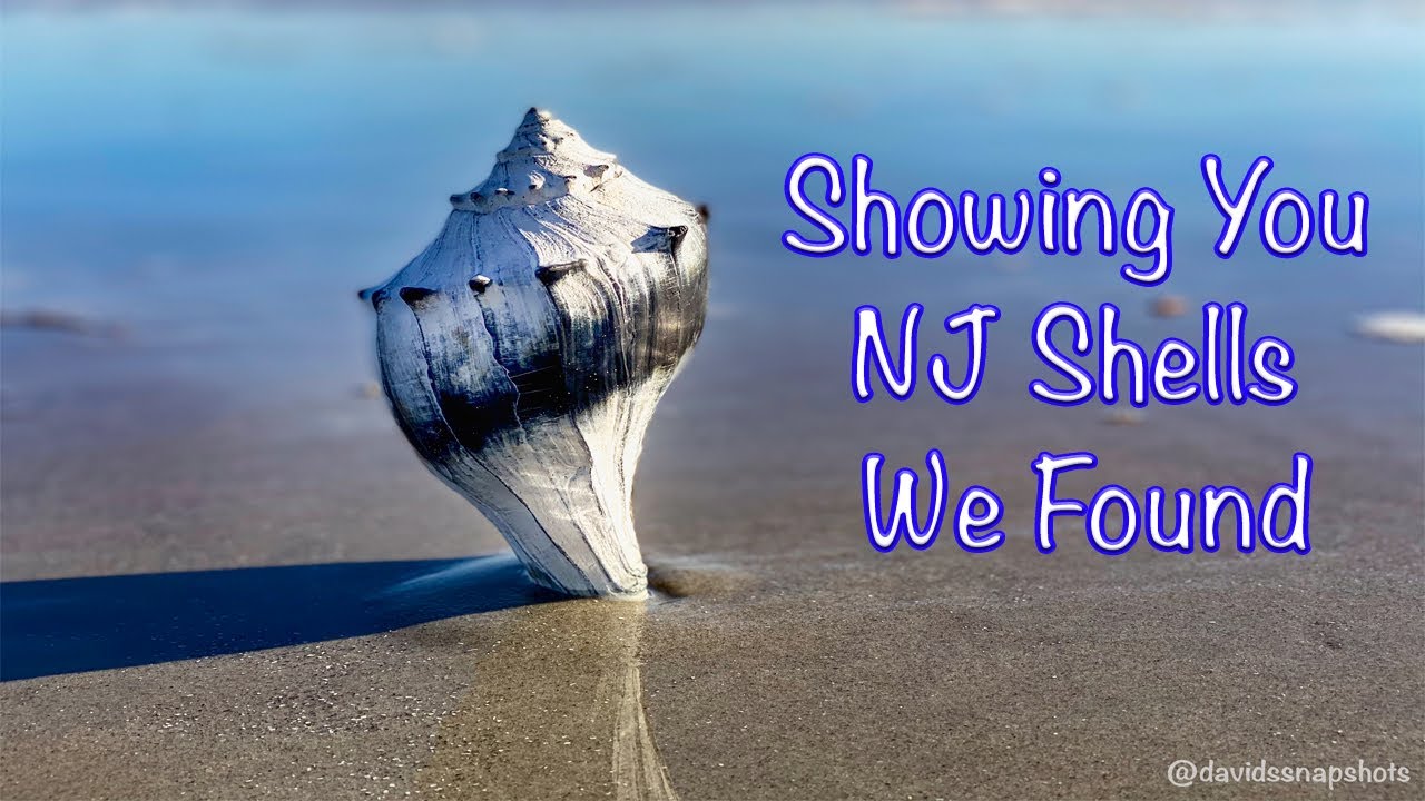 Showing You NJ Shells We Found - YouTube