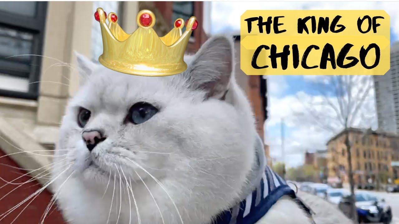 British shorthair cat Apollo exploring new neighborhoods in Chicago ...