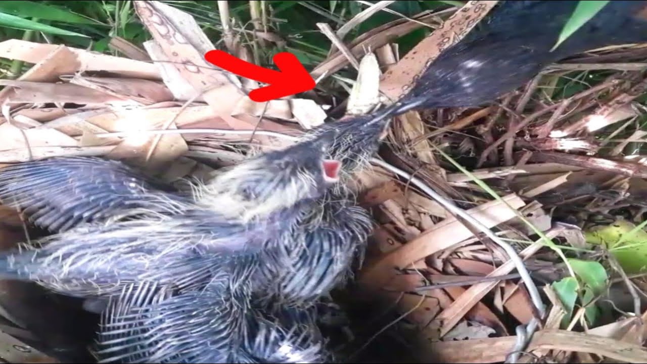 bird greater coucal finds locusts for baby to eat#birds - YouTube