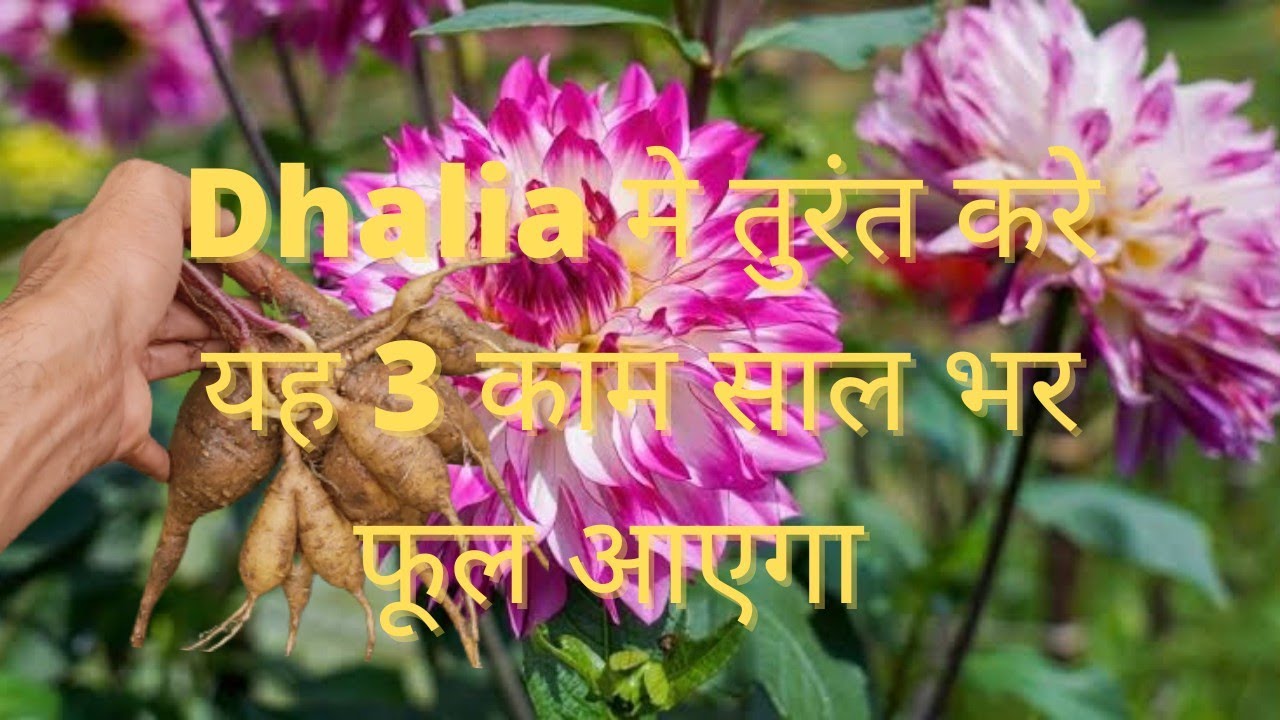How To Grow Dhalia from bulbs and cutting -All about Dhalia A-Z - YouTube