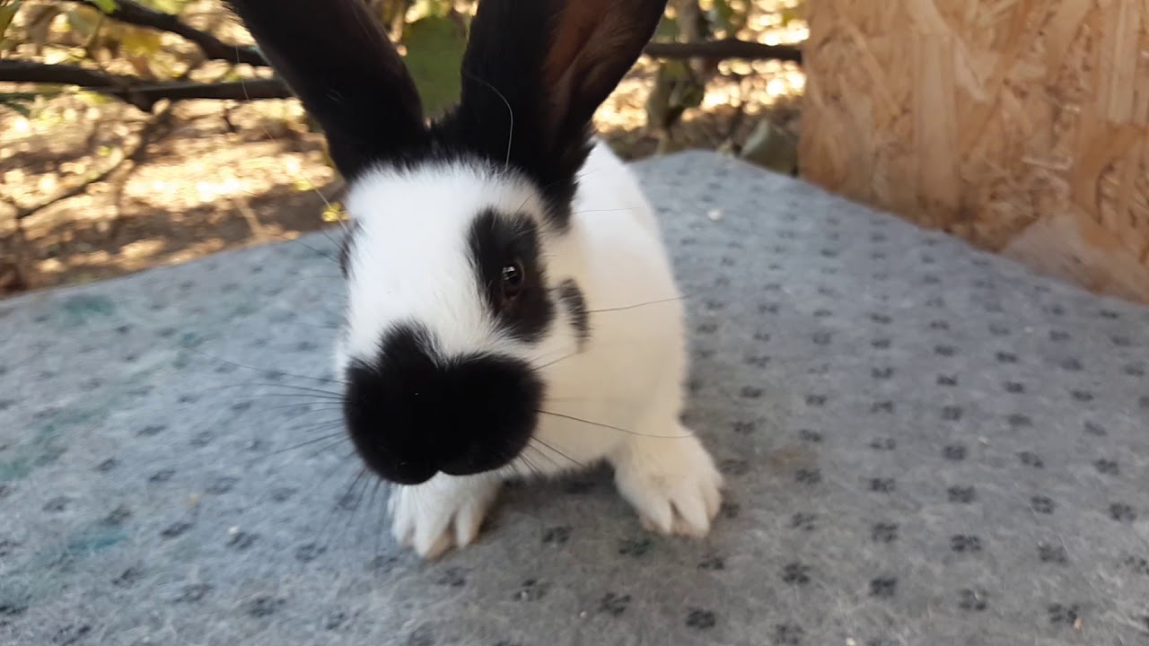 Mascul fluture german 6 saptamani - YouTube