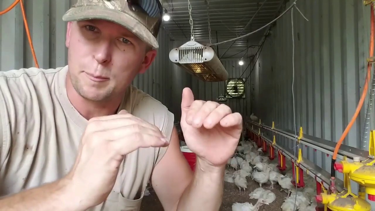 Tips for success brooding turkeys. - YouTube
