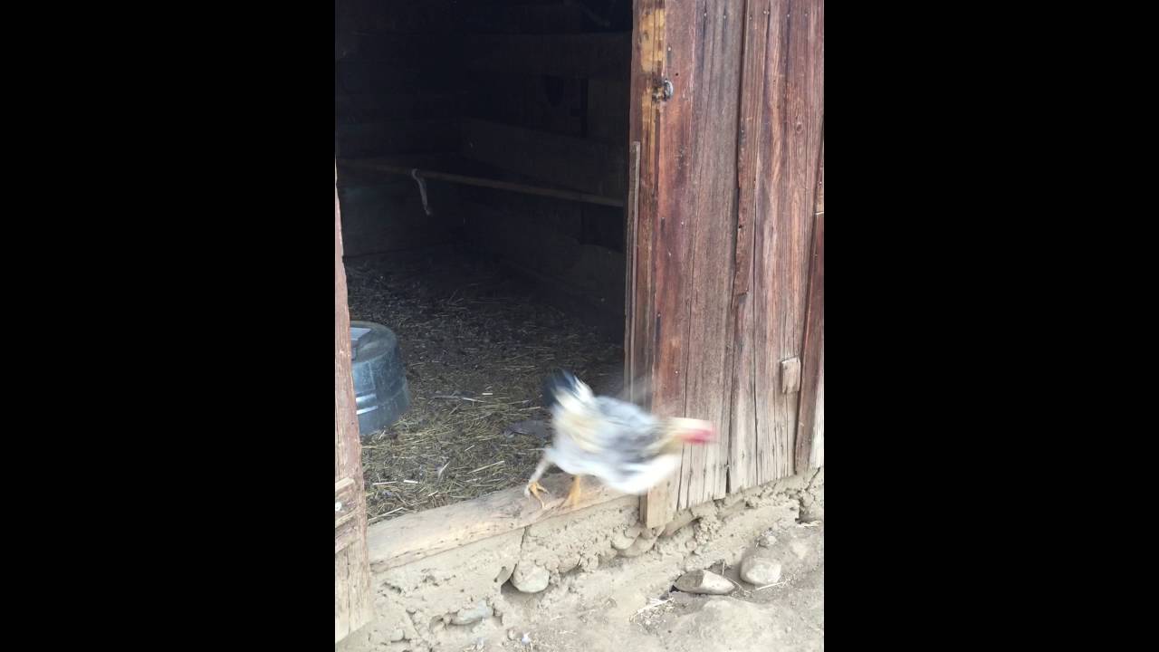 Chickens Waking up. - YouTube
